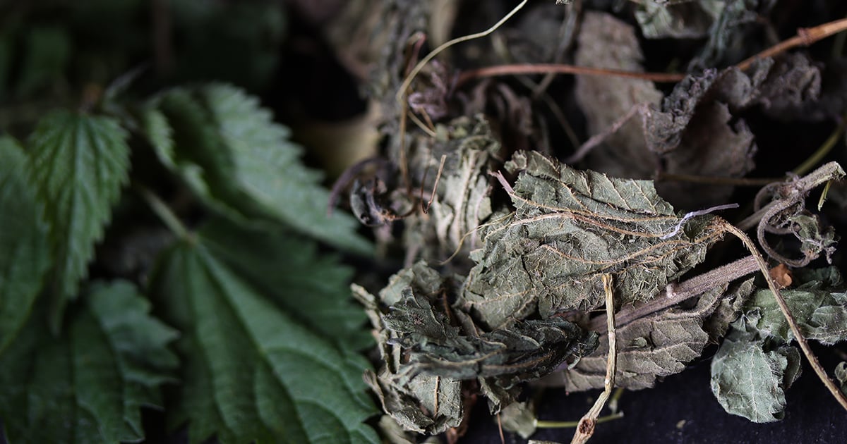 Brennnesseln ganz - Shop | Green Pet Shop