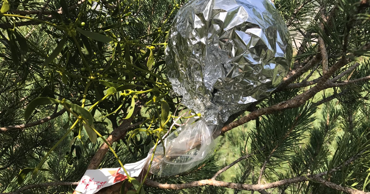 Experimental Ecology - Research / Forschung | Andreas Rigling