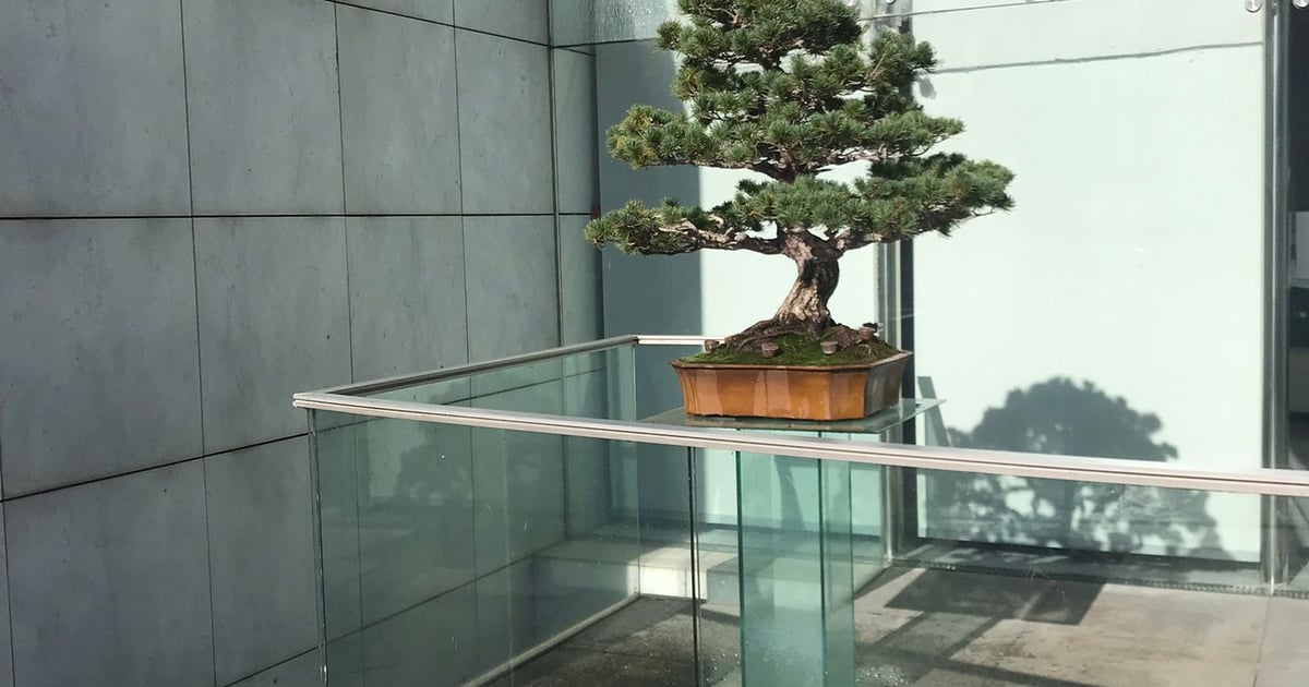 Nos participations | Bonsai club de Monaco