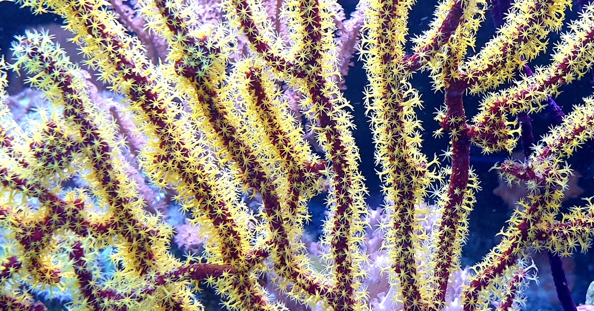 Menella sp. rot, mit gelben Polypen (AKW-NZ) - Gorgonien / Hornkorallen ...