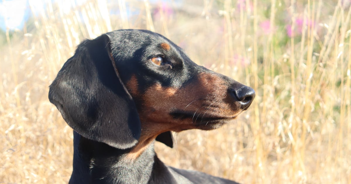 Home | teckel vom schellhorner berg