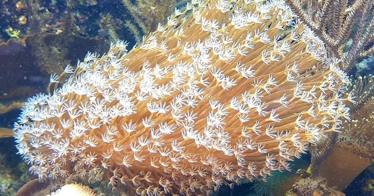 Sarcophyton ehrenbergi - Pilzlederkoralle mit weißen Polypen (AKW-NZ ...