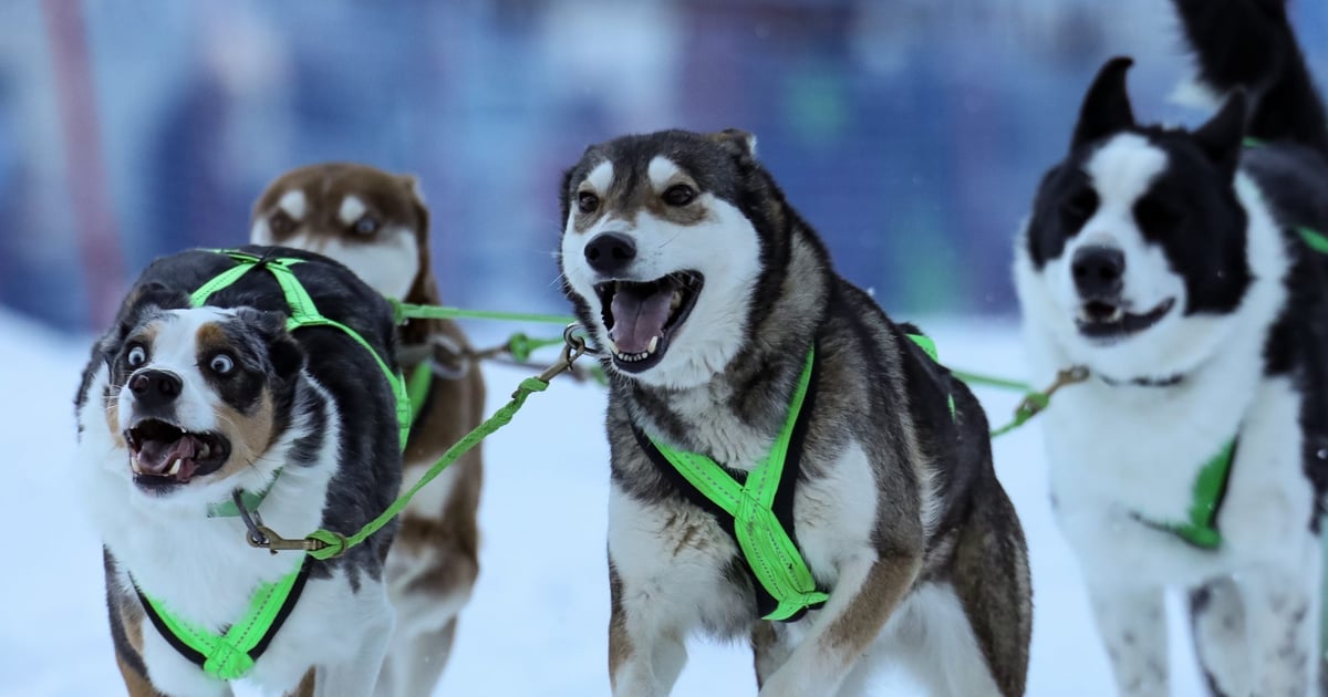Über mich | Tierkommunikation Amarok Anuun by Atka Seele