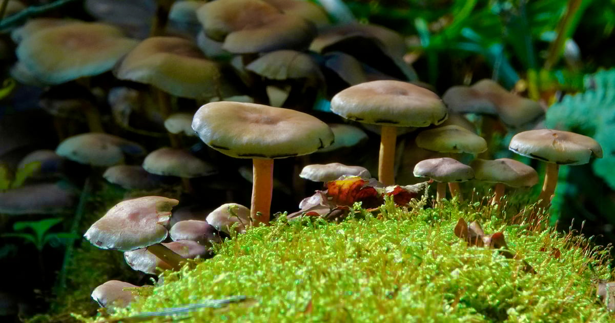 Species Interactions - Research / Forschung | Andreas Rigling