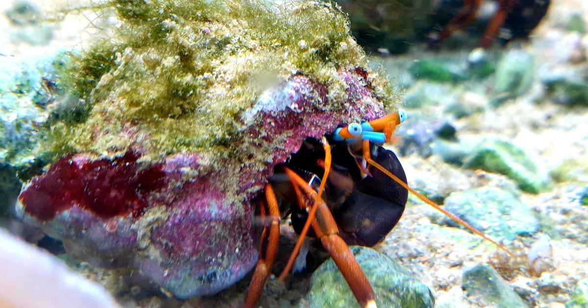 Clibanarius erythropus - Mittelmeer-Felsküsten-Einsiedlerkrebs ...
