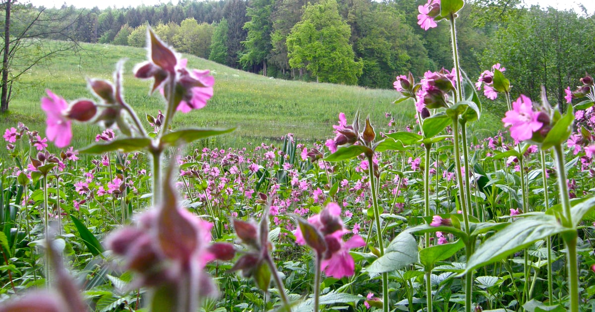 Flower power - Nature - Private interests / Interessen | Andreas Rigling