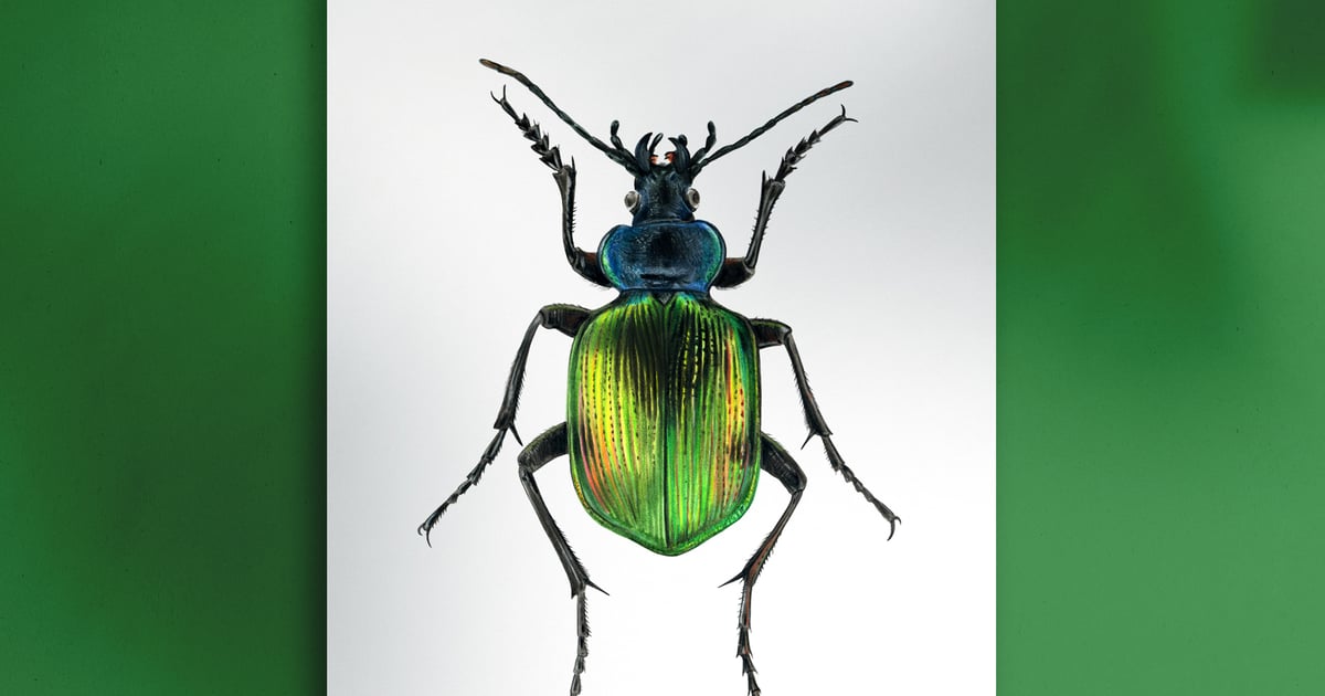 Coléoptères - Grand calosome - Insectes - Coléoptères - shop | Julien Nowak