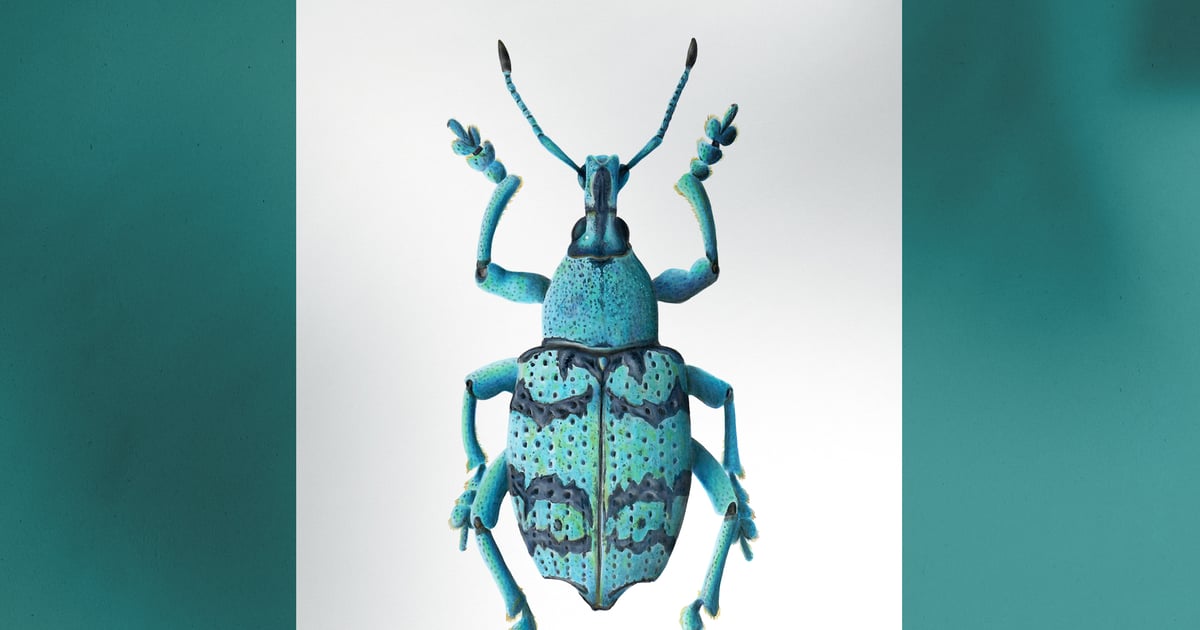 Charançon bleu - Insectes - Coléoptères - shop | Julien Nowak