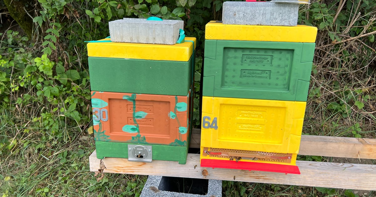 Jungvolk Mini Plus Buckfast F1 - Jungvölker Mini Plus - Shop | Bienen ...