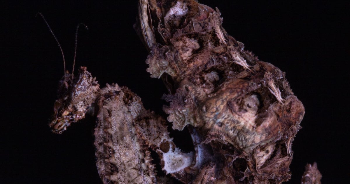 Pseudacanthops spec. - MANTODEA - Shop | Mantids, Phasmids and more