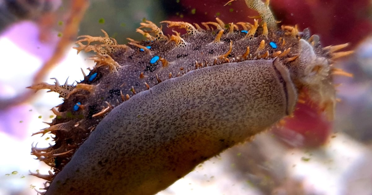 Stylocheilus striatus - Blaupunkt-Seehase (Rarität) - Schnecken ...