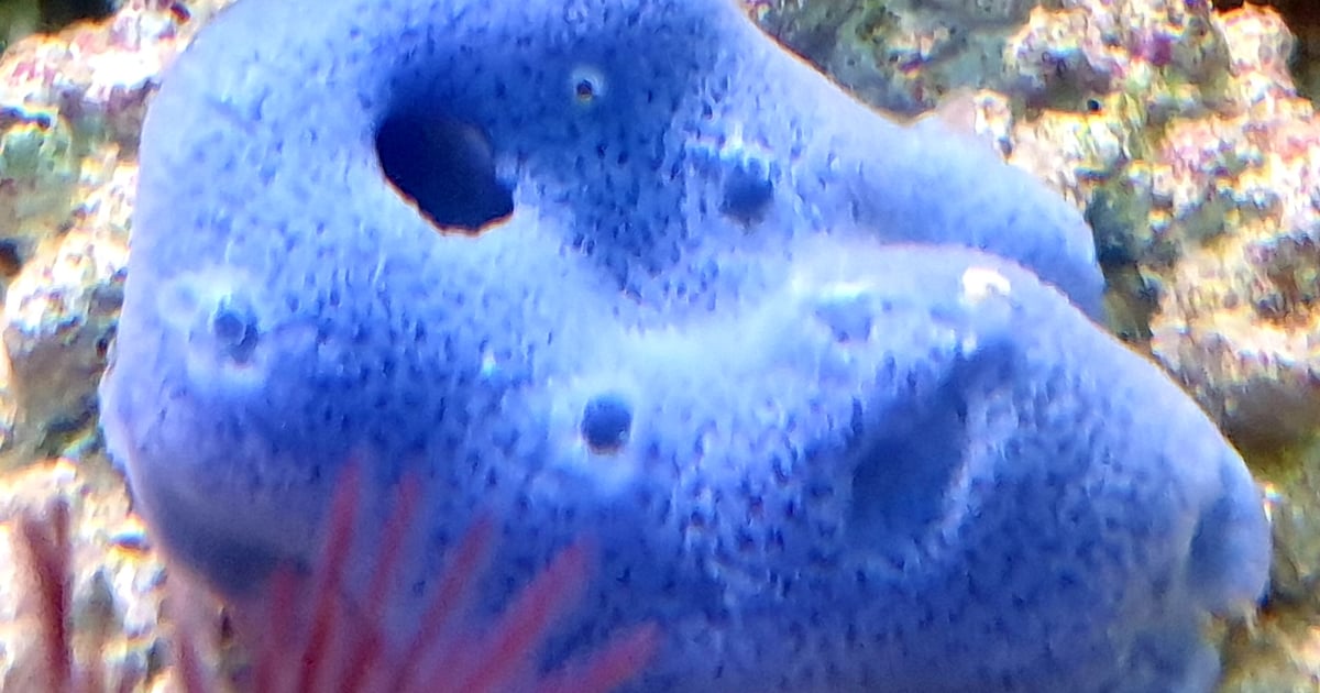 Haliclona sp. - Blauer Schwamm - Schwämme & Seescheiden - Andi's ...