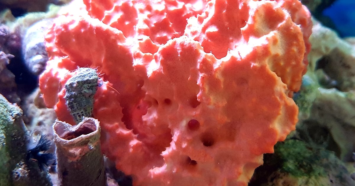 Stylissa sp. - Oranger Schwamm (S) - Schwämme & Seescheiden - Andi's ...