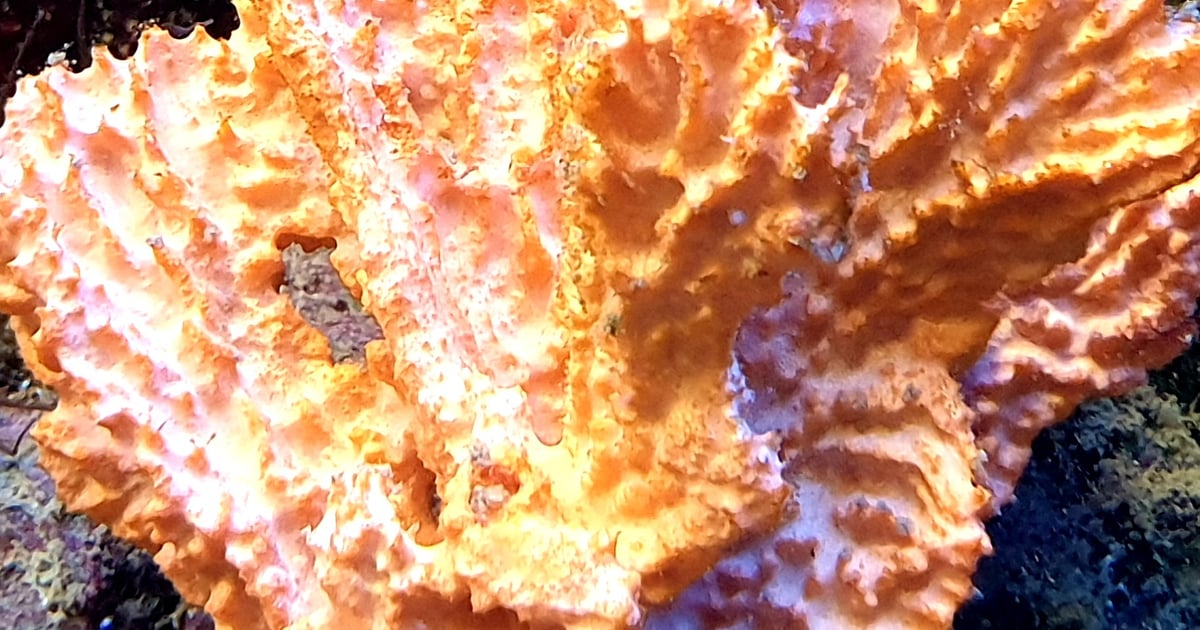 Stylissa sp. - Oranger Schwamm (L) - Schwämme & Seescheiden - Andi's ...