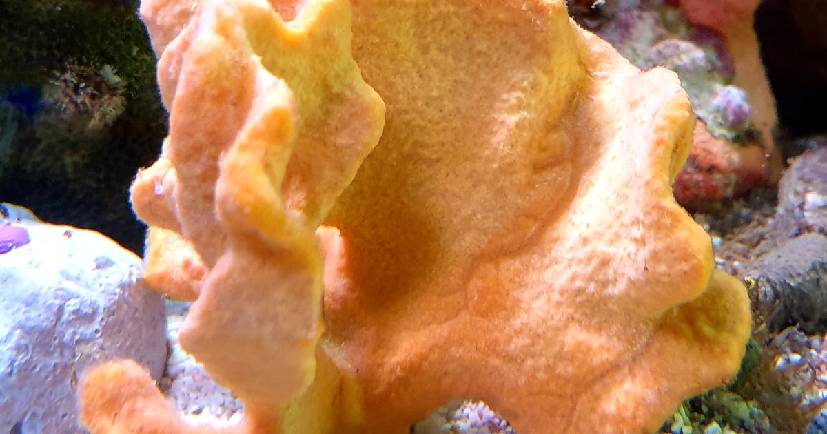 Demospongiae sp. - Gelber Karibischer Schwamm (S) - Schwämme ...