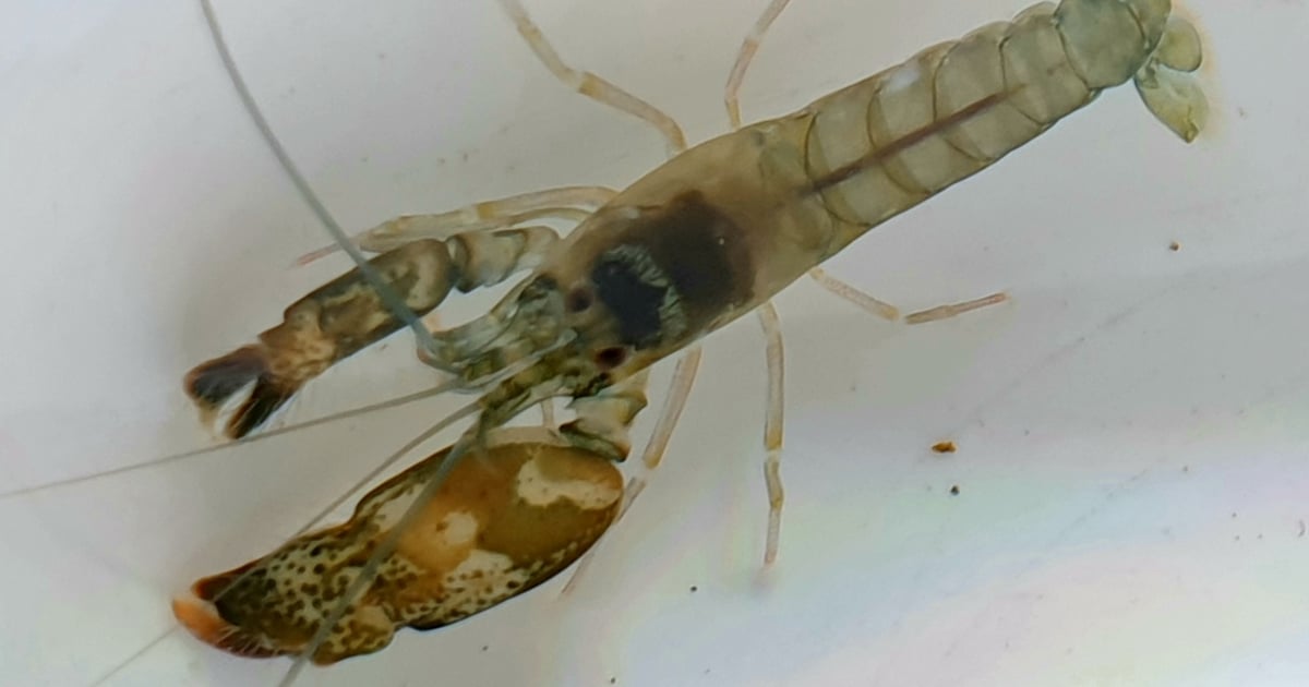 Alpheus dentipes - Mittelmeer-Knallkrebs - Wirbellose (Kaltwasser ...