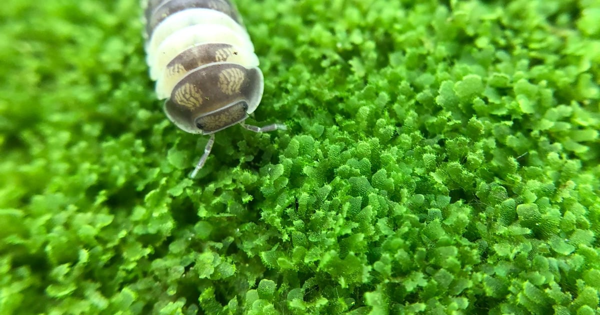 Cubaris spec “Panda King” - Asseln - Shop | KrabblerKiste