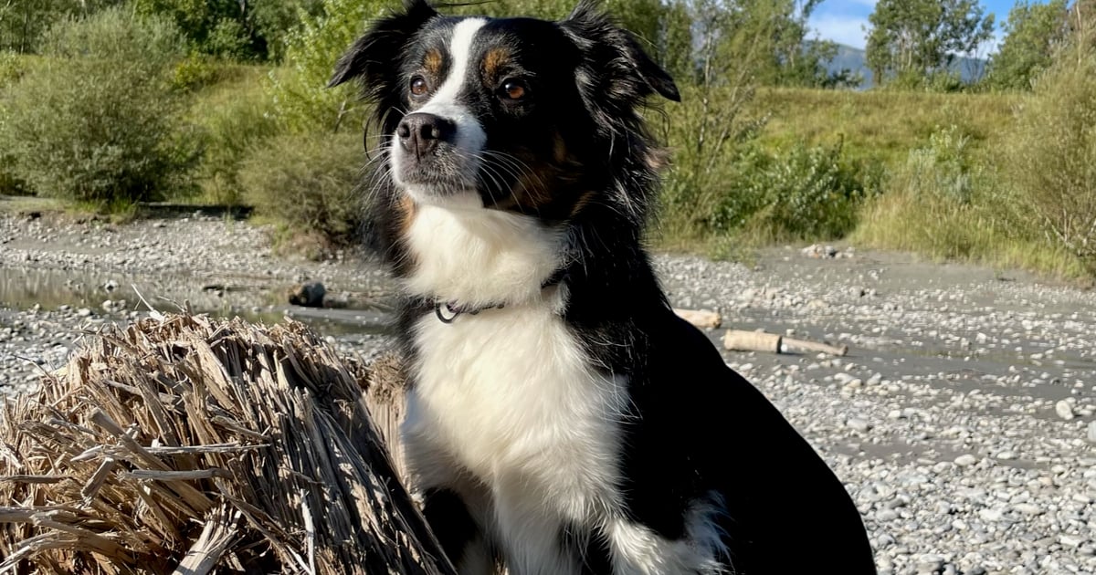 Home | Mini Aussie, Mini Ami