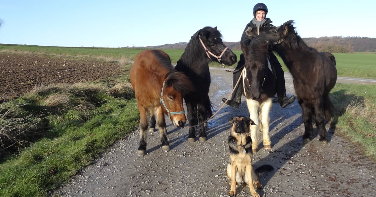 Reitunterricht, Pferdeausbildung & Verhaltenstraining im Raum Göttingen ...