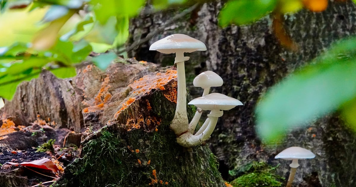 Consols and networks - Nature - Private interests / Interessen ...