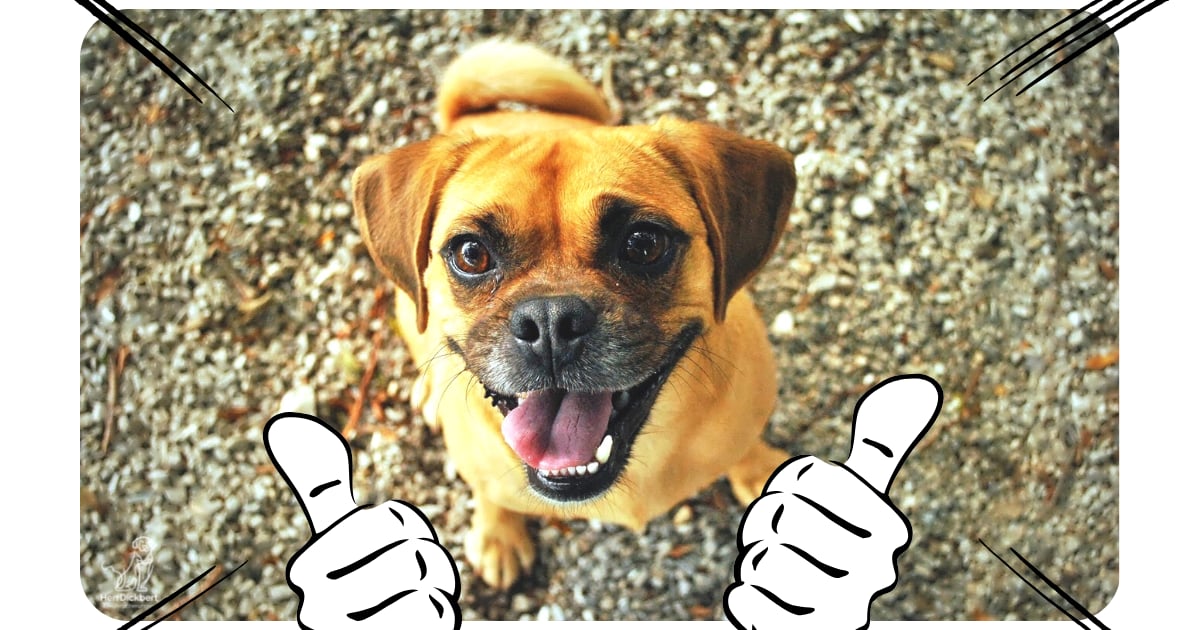 Vielen Dank - Über uns | Herr Dickbert Tierversicherer