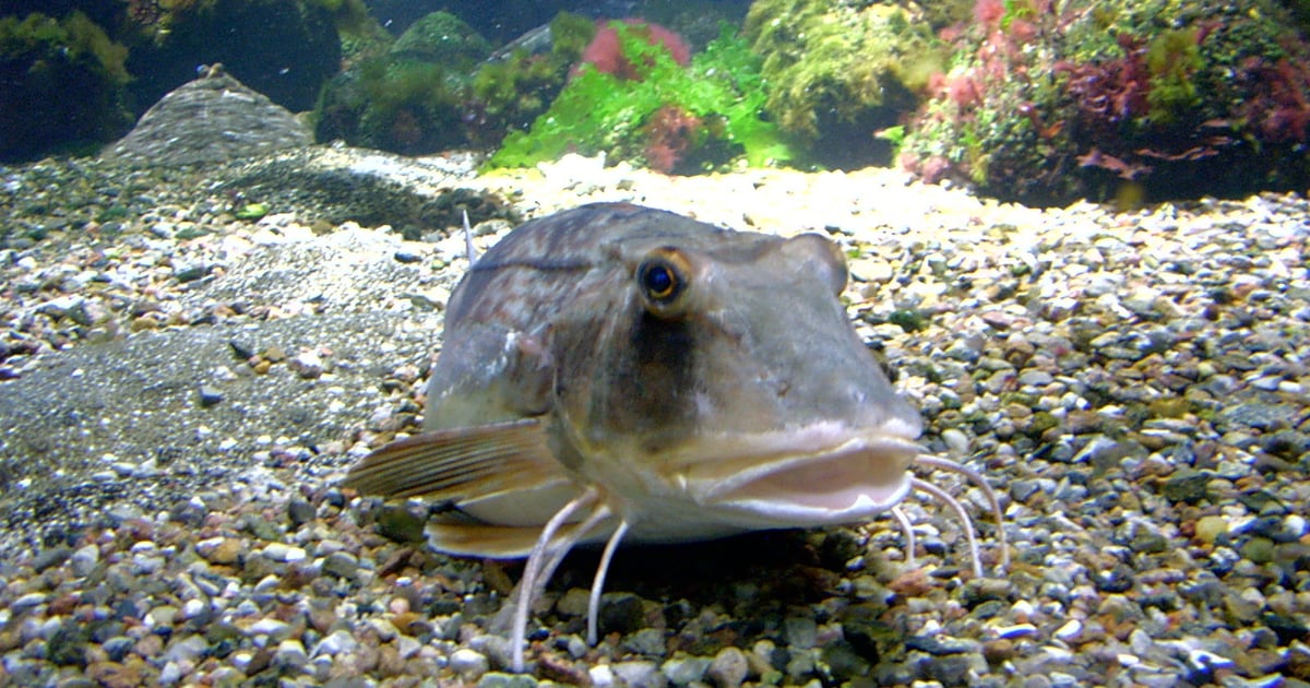 Fische der Nordsee - Meerwasser-Aquaristik - Tierwelt | Andi's Tier ...