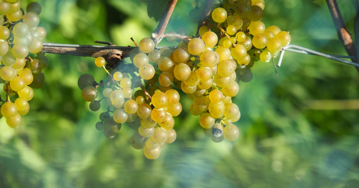 Home | Weinbauvereintriesen.li