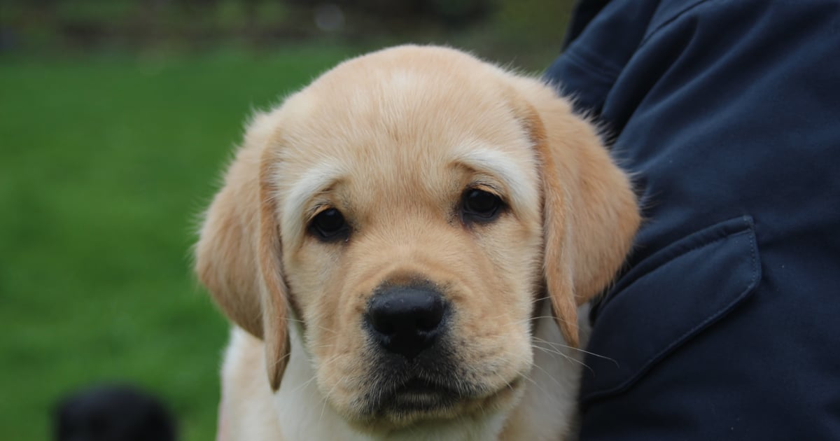 Bilder - A-Wurf - Zucht | labradors-dreihausen