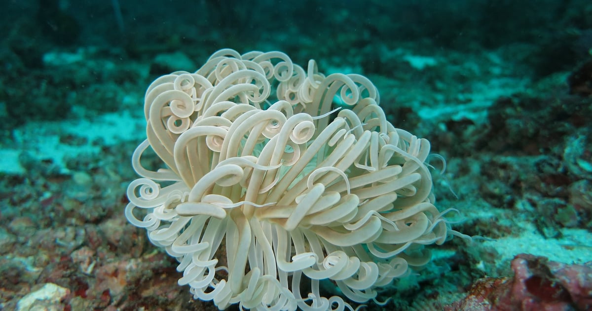 Singer | Beatriz Elena Martinez