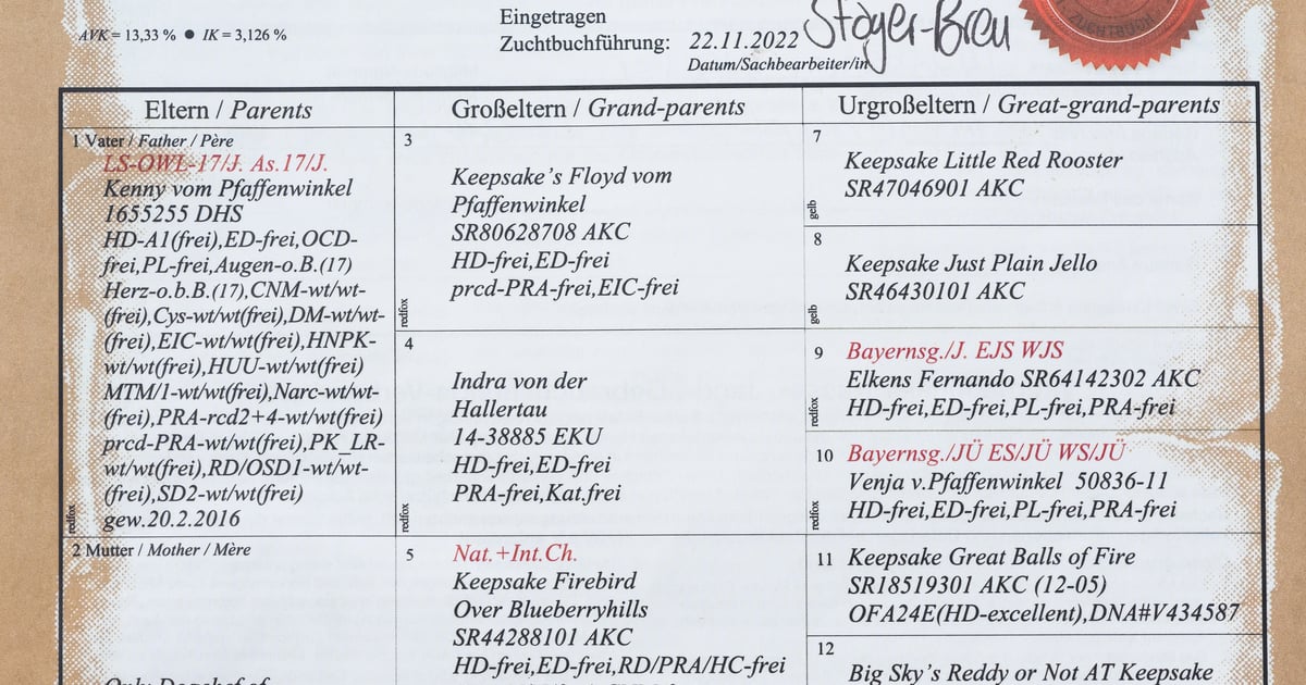 Dokumente - Ginger - Hunde | Brody Labradorzucht