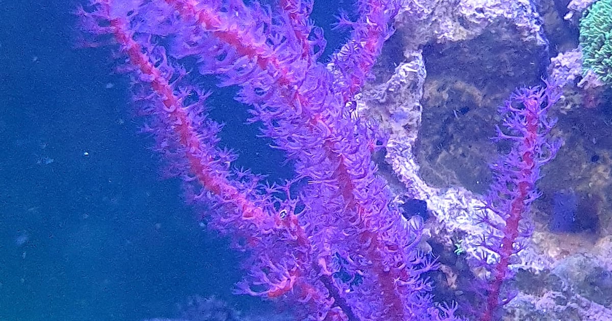 Menella sp. purple, mit violetten Polypen (AKW-NZ) - Gorgonien ...