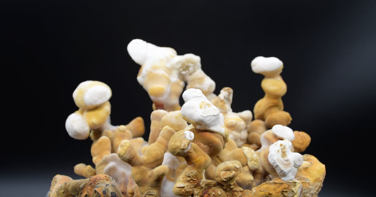 Verzweigter Lackporling, Reishi (Ganoderma multipileum) - Pilzmyzel ...