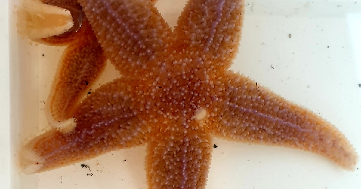 Asterias rubens - Gemeiner Seestern (Nordsee) - Wirbellose (Kaltwasser ...