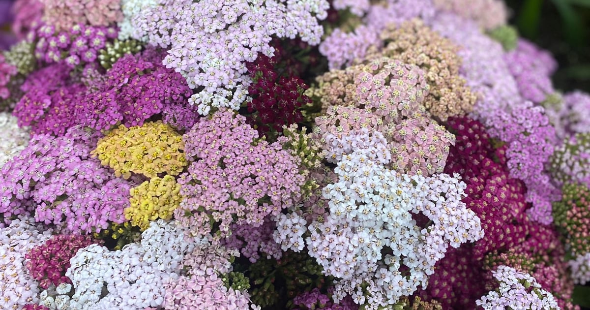 Achillea mix summer pastels mix - Wiesenblumen vom Feld 🤍 zaubere ein ...