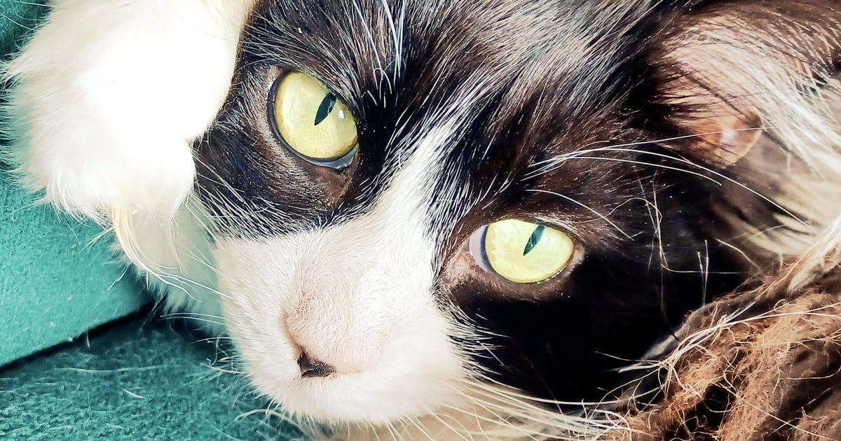 Galerie | Pfötchenliebe RTK