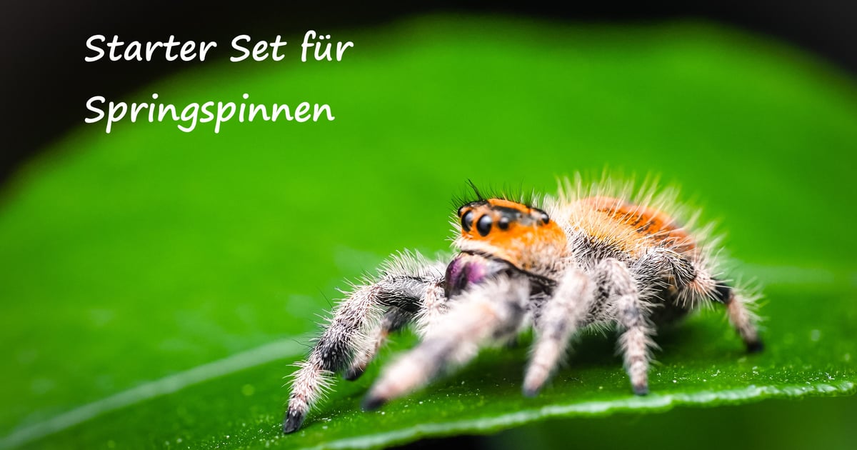 Starter Set Springspinnen - AufzuchtHeime - Shop | KrabblerKiste