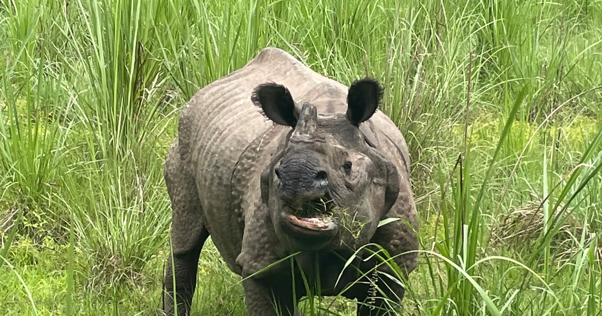 Parc national de Chitwan - Mini treks & découvertes culturelles - Les ...