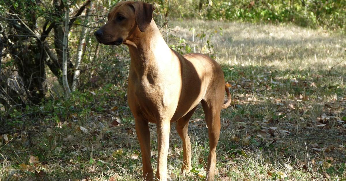 Diabou Omani Sangoma - Nos retraités / Our retired - La tribu Awali ...