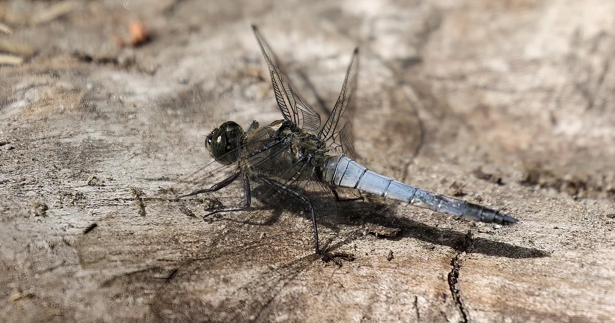 Natur, Wildlife, Fotografie | Robert Huke- Photographie