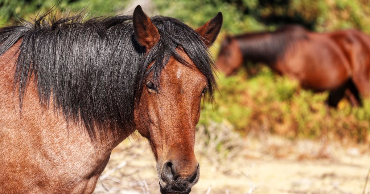 Accueil Français | Equi Angee ATM Equidés Angee