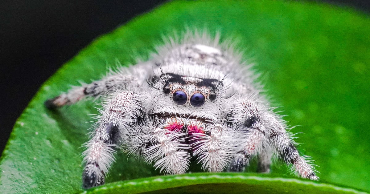 Phidippus regius Bahamas - Springspinnen - Shop | KrabblerKiste