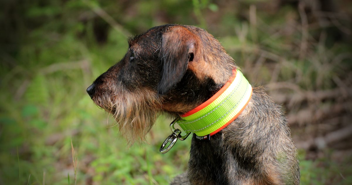 Schweißhalsung FÄHRTE - Jagd & Outdoor - Katalog | NaniDogs