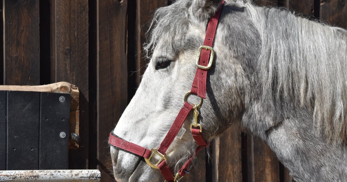 Kurz zu mir | Reittherapie und Ponyreiten Jana Hess