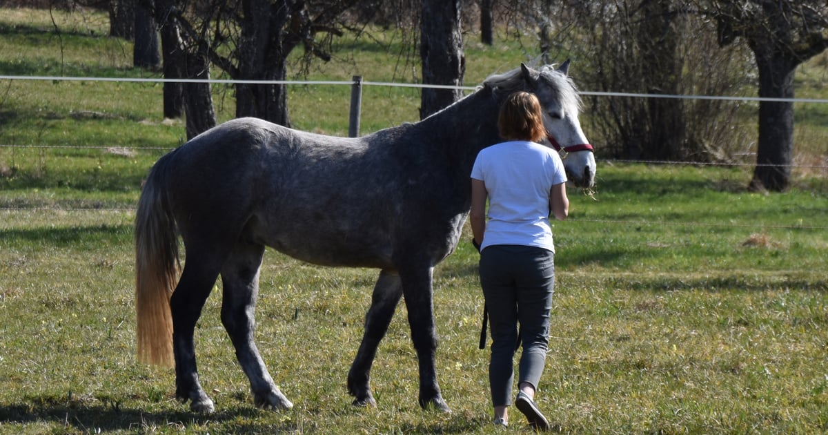 Kontakt | Reittherapie und Ponyreiten Jana Hess