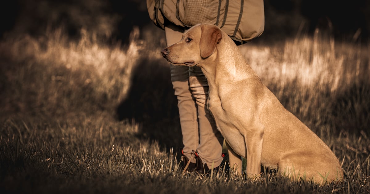 Nachwuchshündin - Zucht | Linkwood Working Labradors