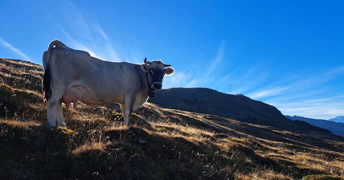 über mich | Alp Tomül