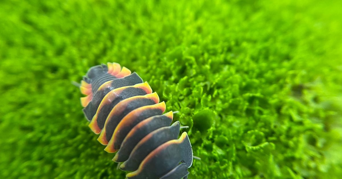 Merulanella sp. Ember Bee Ardentiella sp. - Asseln - Shop | KrabblerKiste