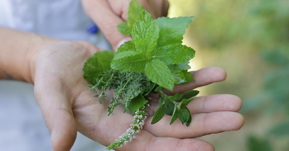 Mein Angebot | Ananda Essgenuss Andreas Hollard