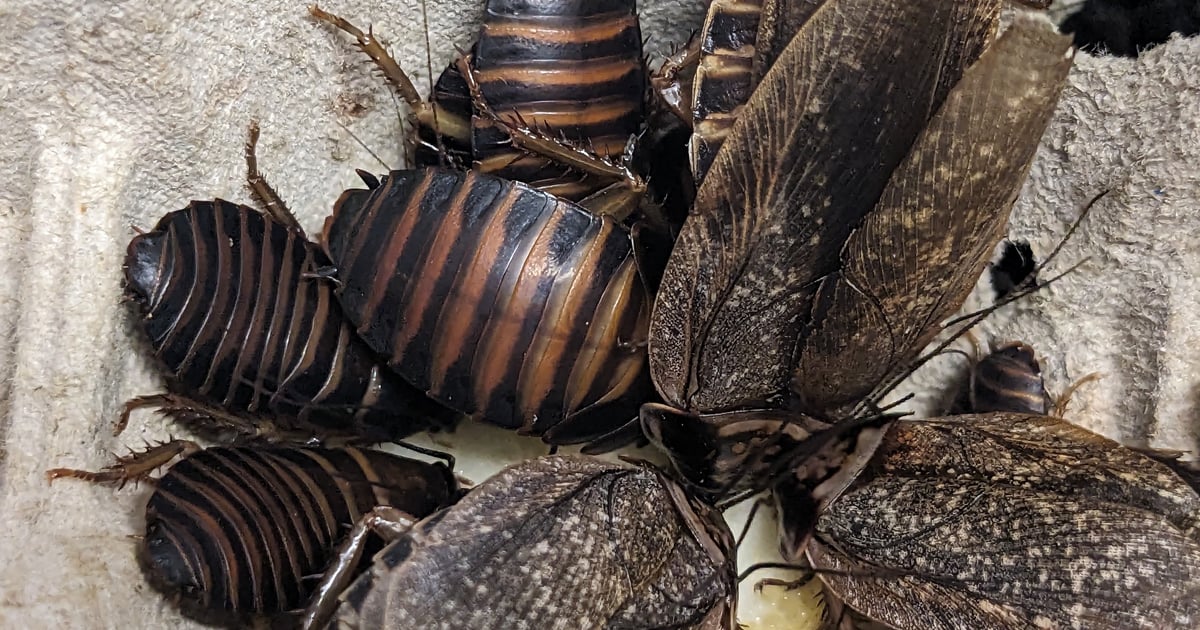 Henschoutedenia flexivitta/ Giant-Lobster-Roach - Futtertiere / Schaben ...