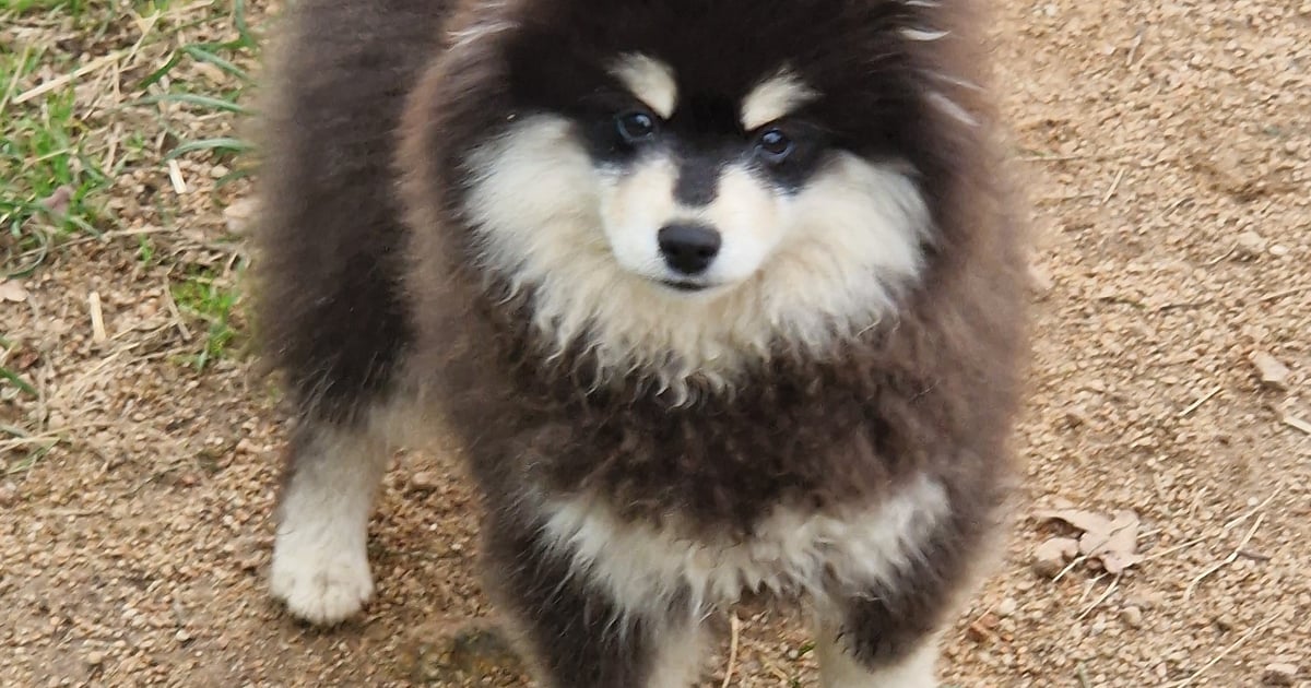 Nos pomsky F2 - Nos races | Les pti lou de la colline